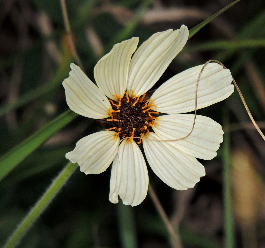 (Calea) - Botanical Realm