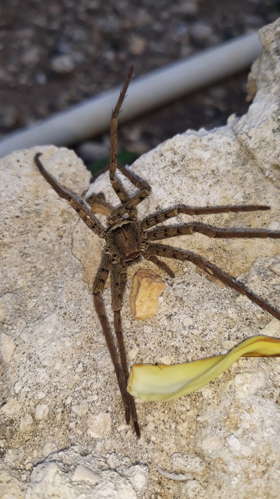 Pantropical Huntsman Spider from Cap Cana, Punta Cana 23000, Dominican ...