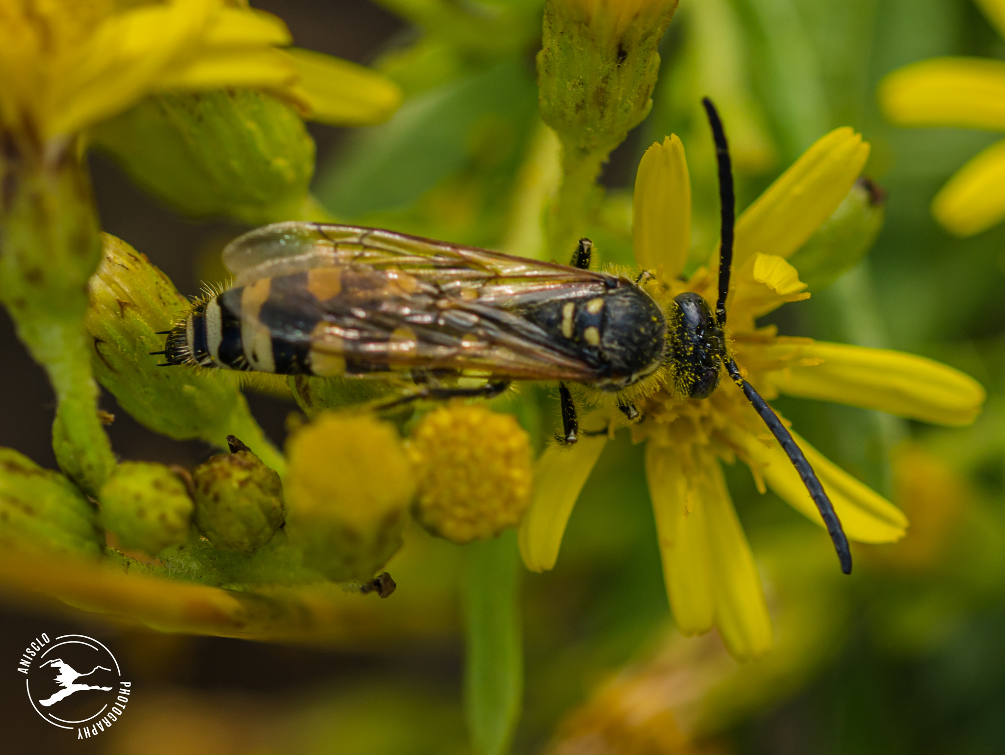 What’s this wasp? Tens of them flying close to the grass. They seem ...
