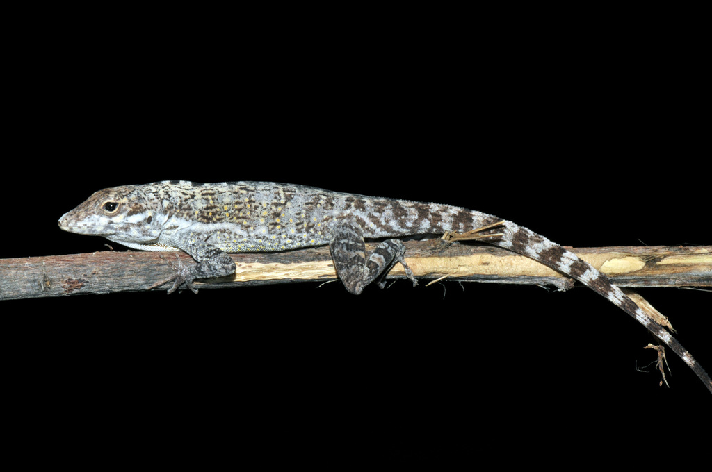 Cook's Anole (Anolis cooki) - Snakes and Lizards