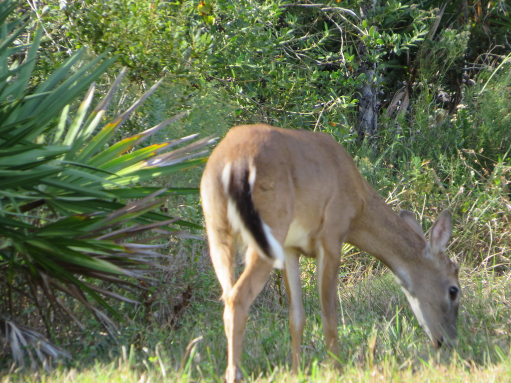 Florida White-tailed Deer (Odocoileus virginianus seminolus) - Know ...