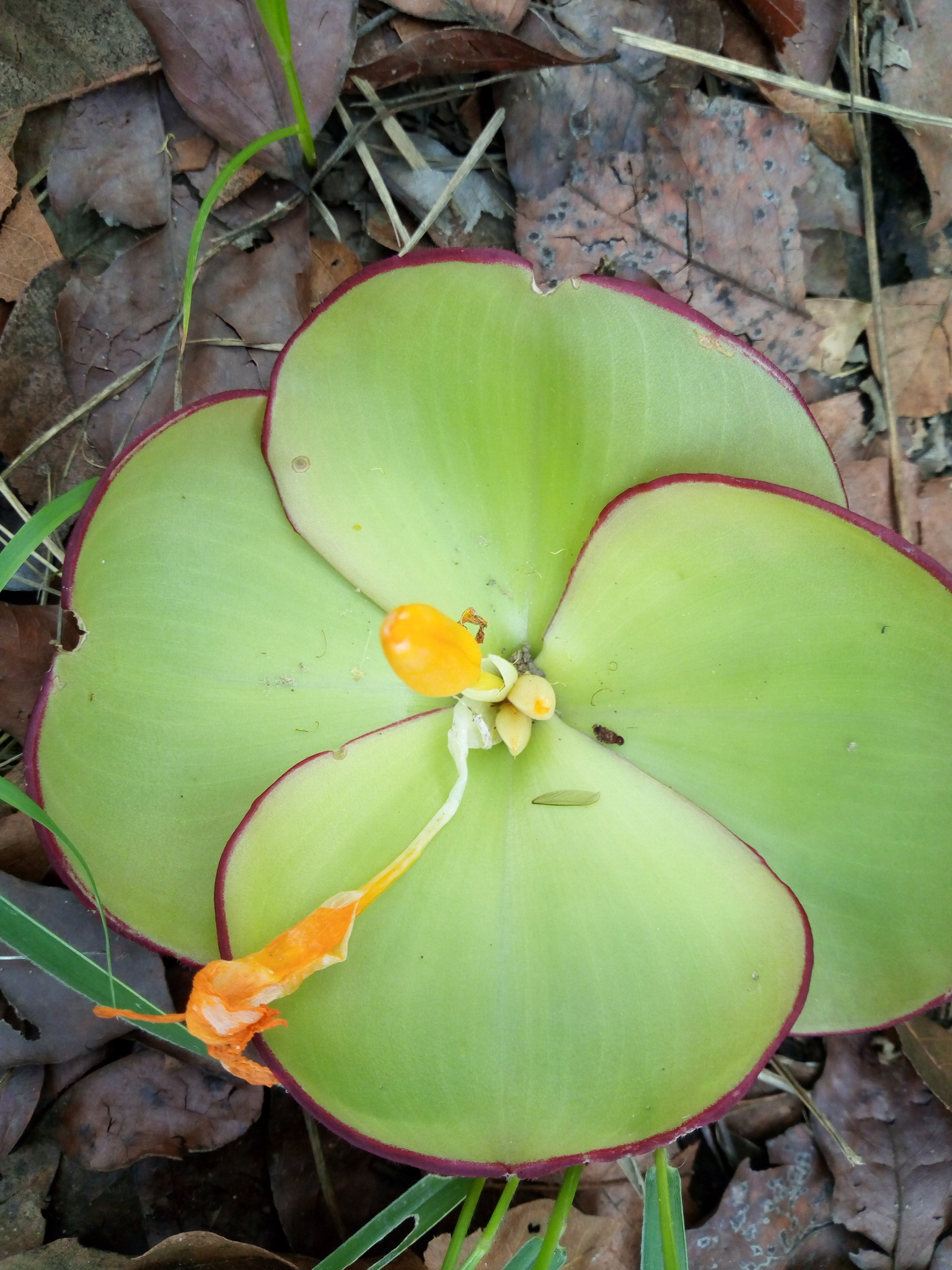 Costus spectabilis (Fenzl) K.Schum.