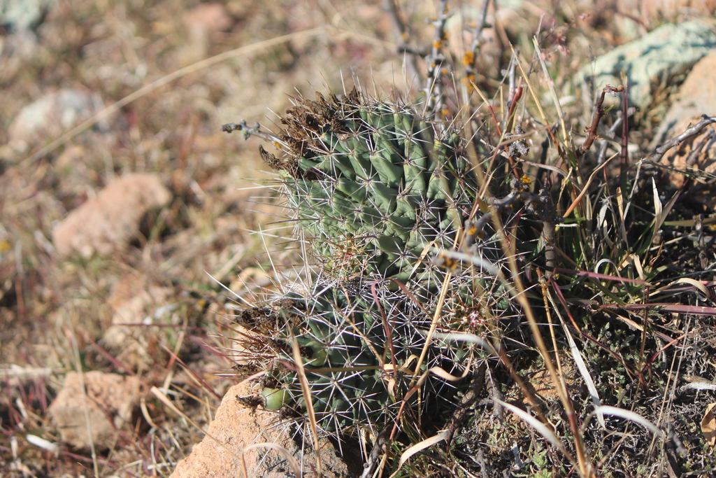 Coryphantha octacantha from Cadereyta de Montes, MX-QE, MX on November ...