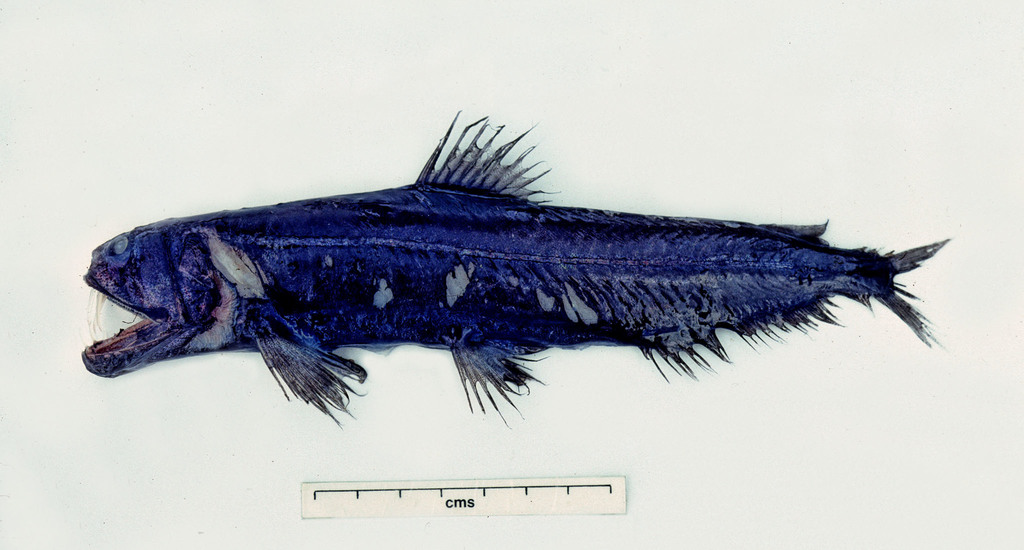 Atlantic Sabretooth (Coccorella atlantica) - Marine Life Identification