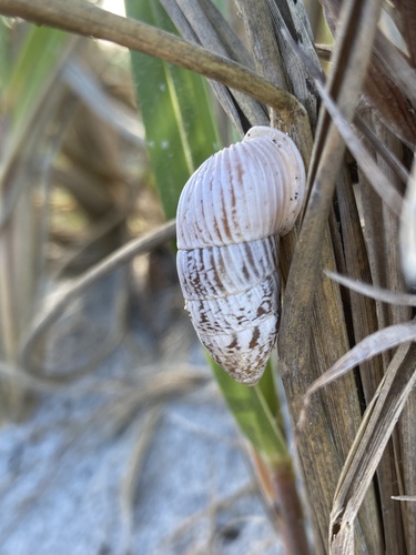 Cerion tridentatum · iNaturalist United Kingdom