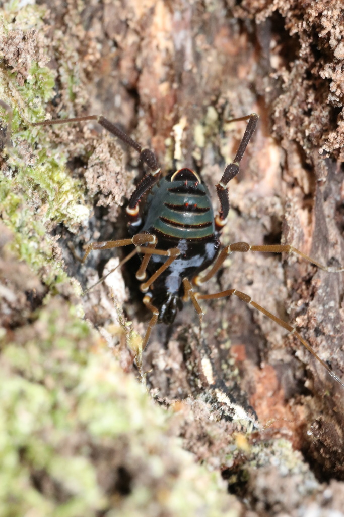 Sadocus asperatus from Vilcún, Vilcún, La Araucanía, CL on November 25 ...