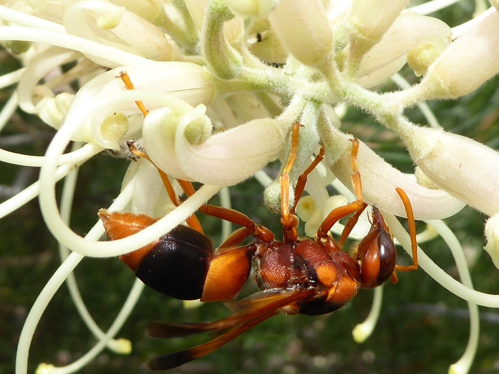 Australian hornet from Sarina QLD 4737, Australia on March 12, 2016 at ...