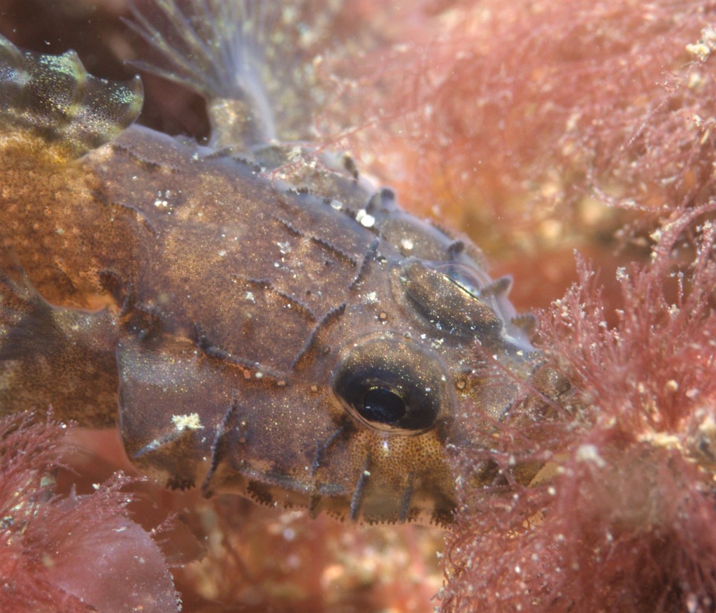 Sculptured Goby from Sydney NSW, Australia on November 25, 2021 at 09: ...