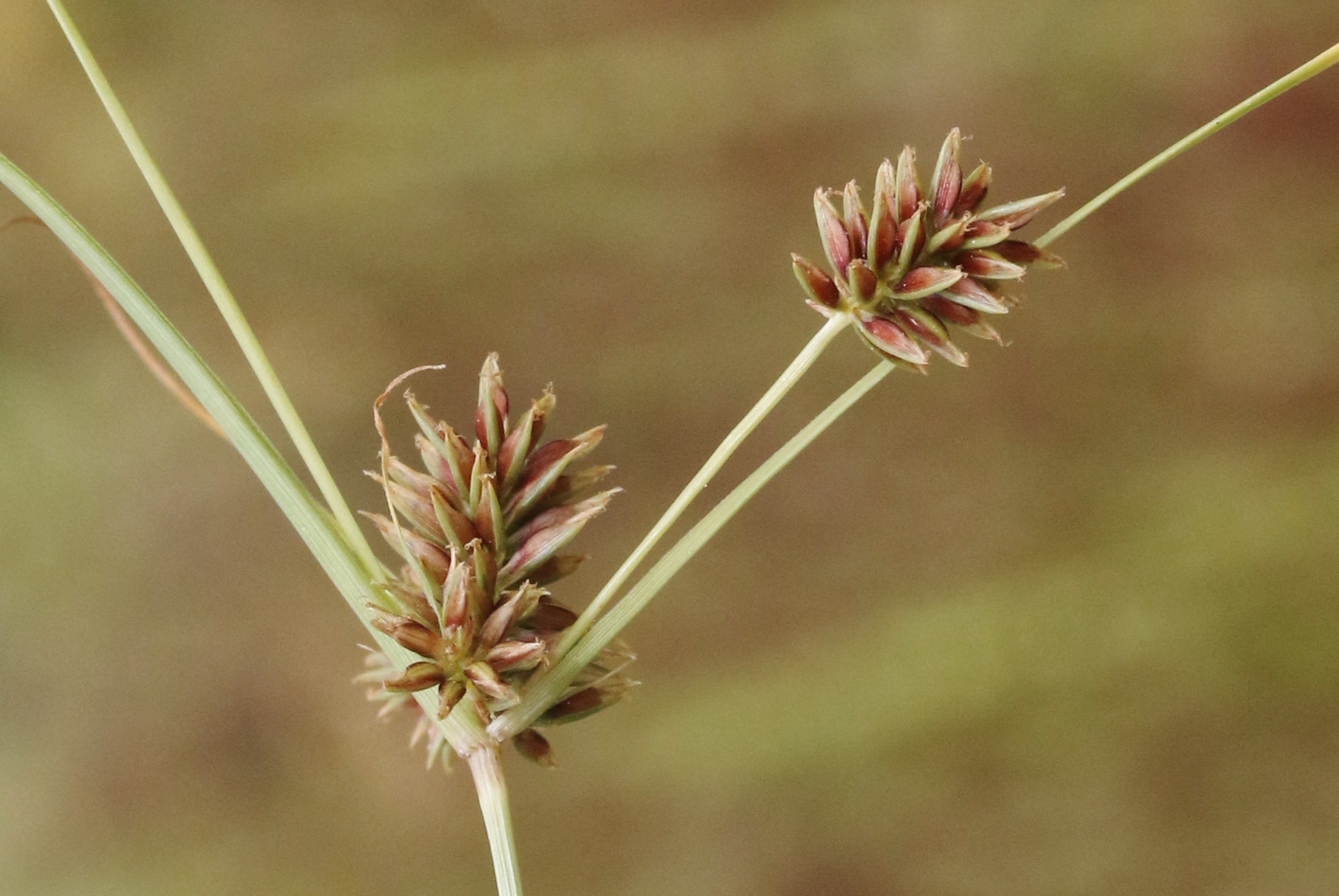 Cyperus retroflexus Buckley
