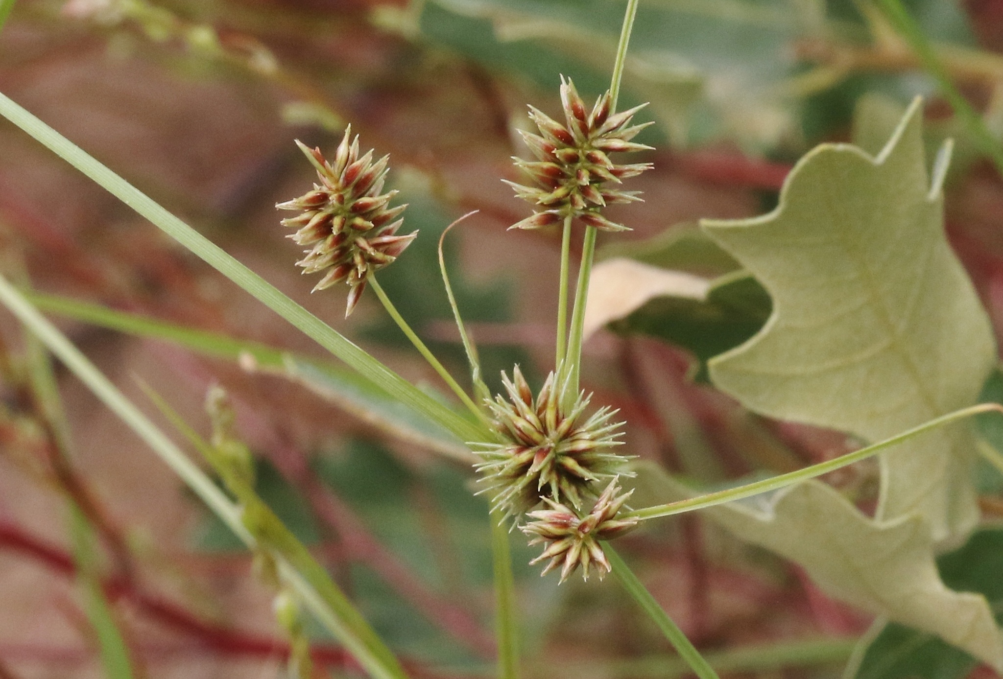 Cyperus retroflexus Buckley
