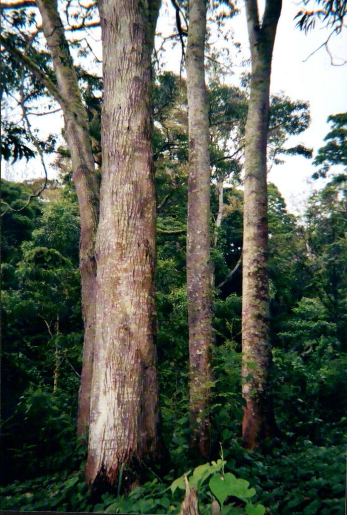 Koa from Kipukapuaulu Trail, Volcano, HI, USA on November 15, 2003 at ...