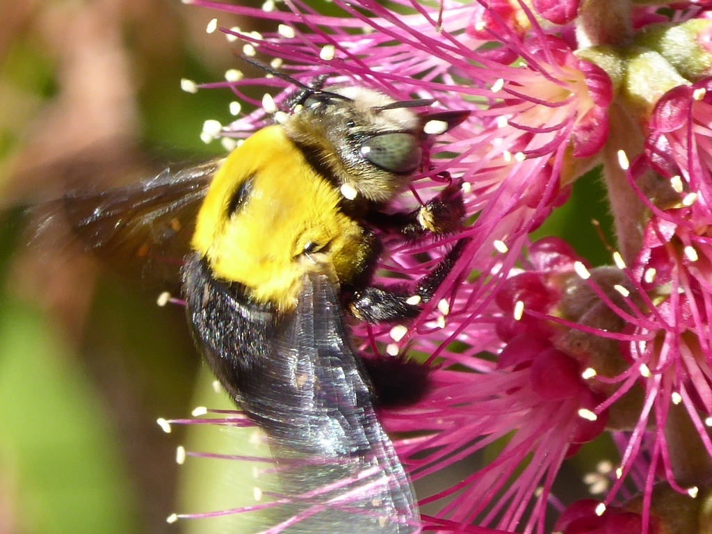 Large Carpenter Bees from Sarina QLD 4737, Australia on August 17, 2014 ...
