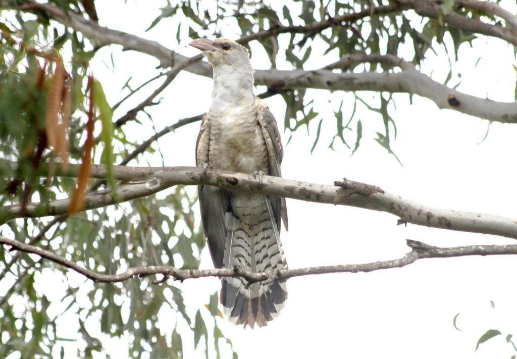 Australian Channel-billed Cuckoo from Brisbane QLD, Australia on ...