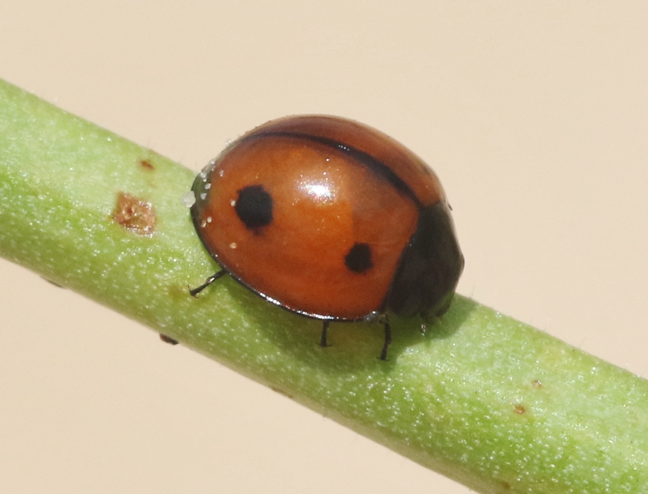 Brumoides E.A.Chapin, 1965