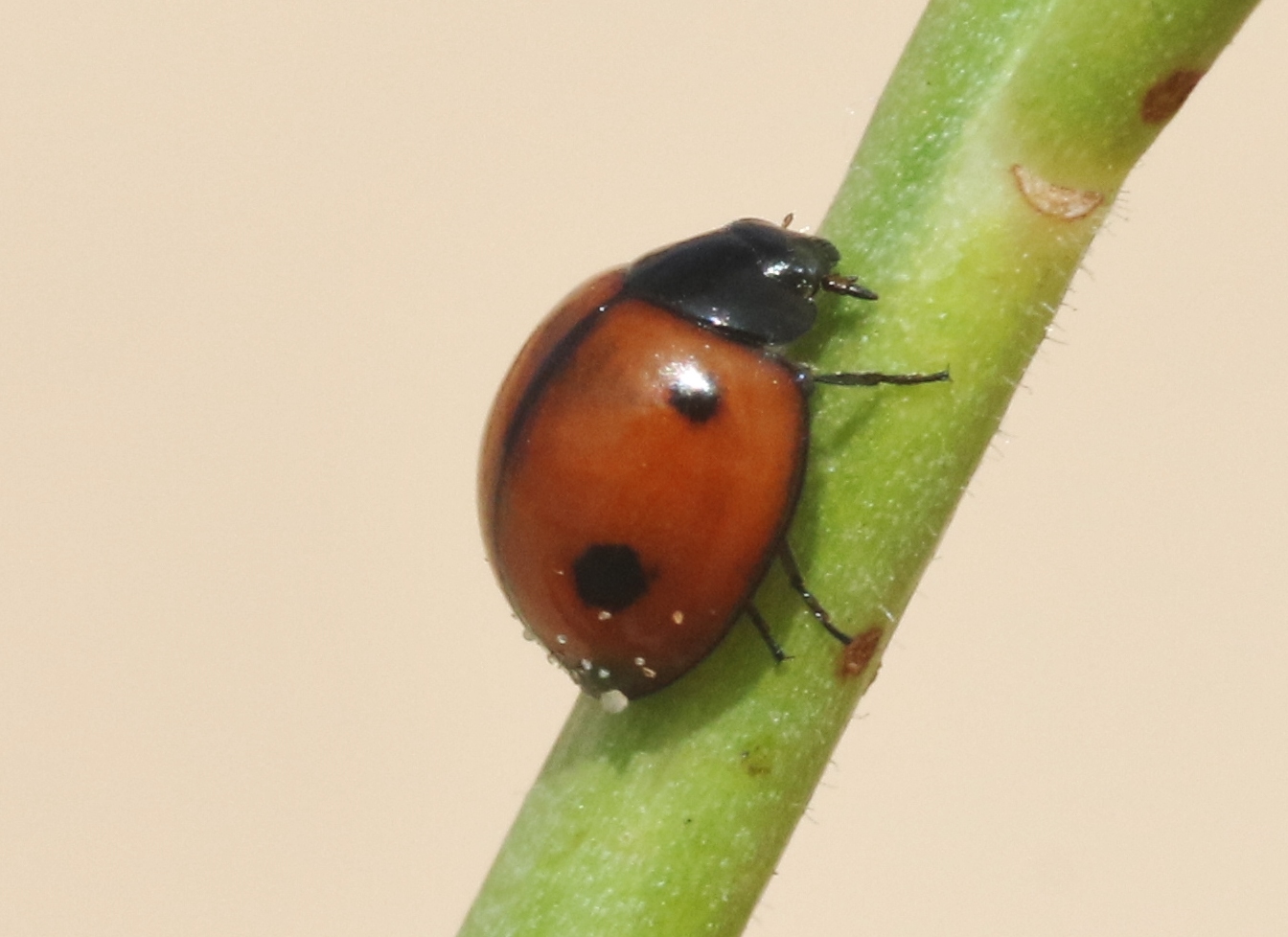 Brumoides E.A.Chapin, 1965