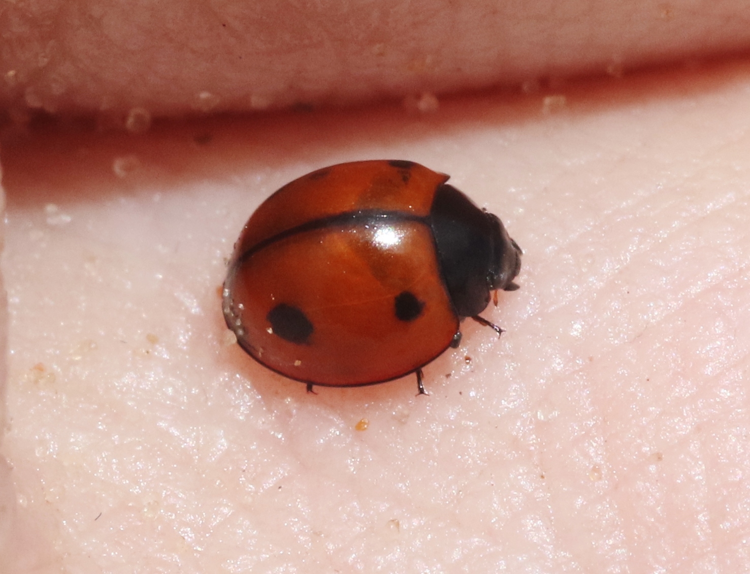 Brumoides E.A.Chapin, 1965