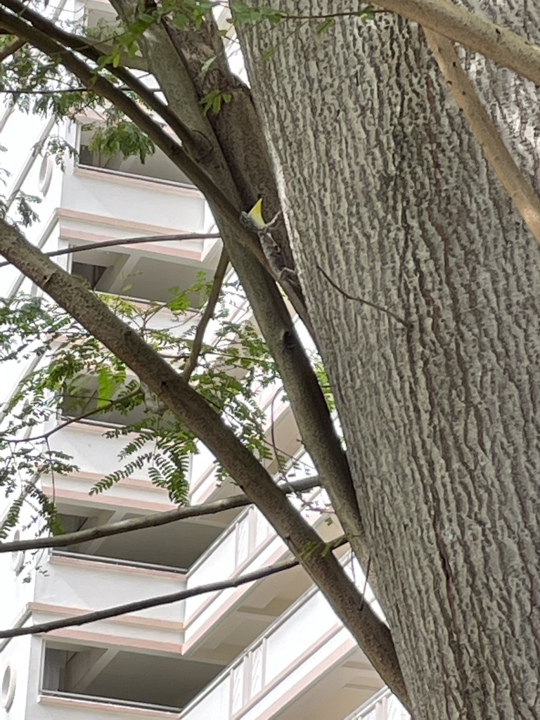 Sumatran Flying Dragon from Sembawang, Singapore on November 19, 2021 ...