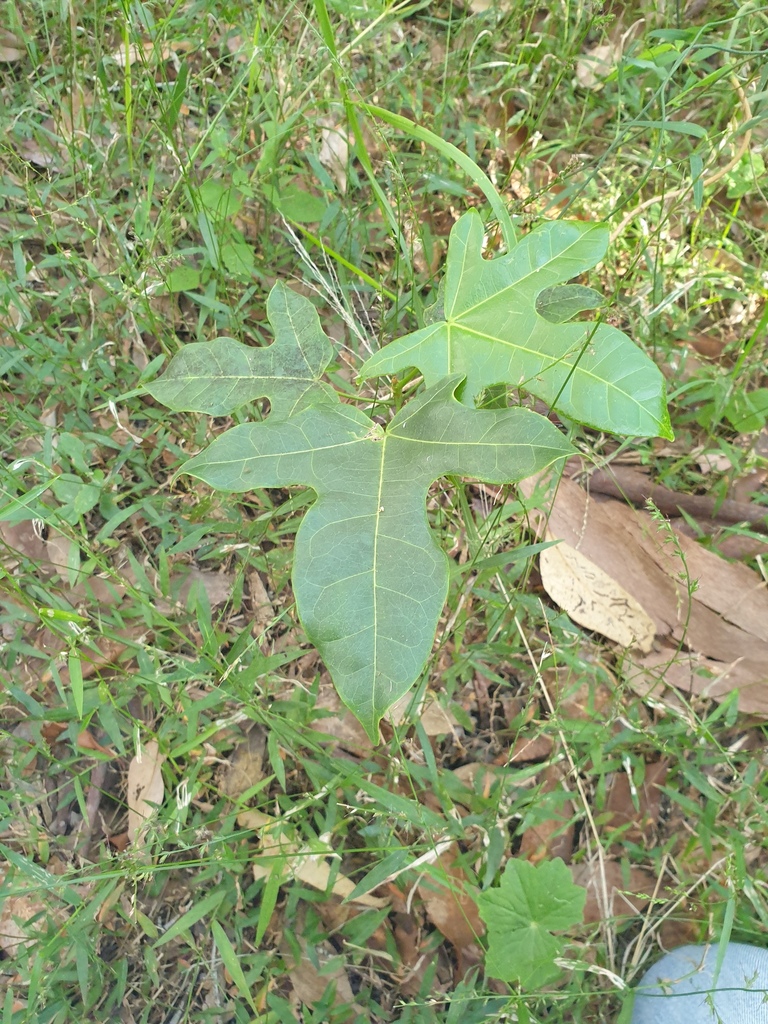 flame tree in April 2021 by pcopping_ecp · iNaturalist