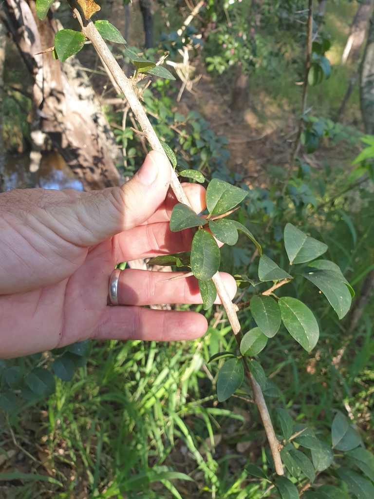 Cockspur Thorn in April 2021 by pcopping_ecp · iNaturalist