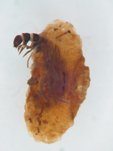 Genus Ochrotrichia · iNaturalist