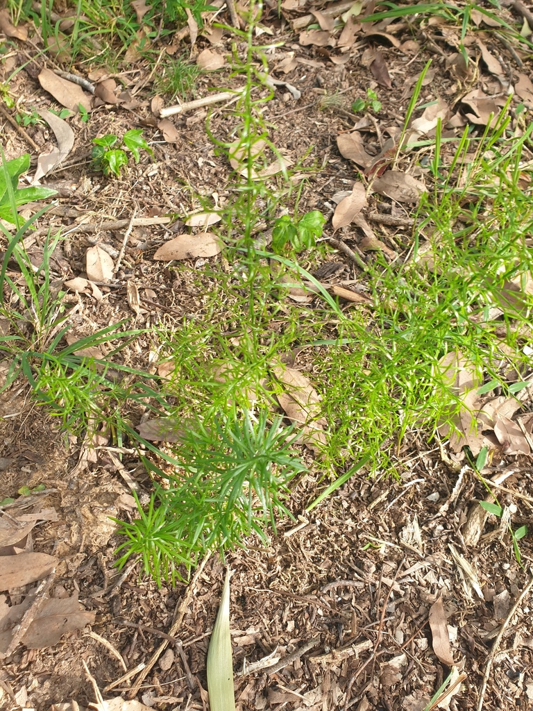 African Asparagus in April 2021 by pcopping_ecp · iNaturalist