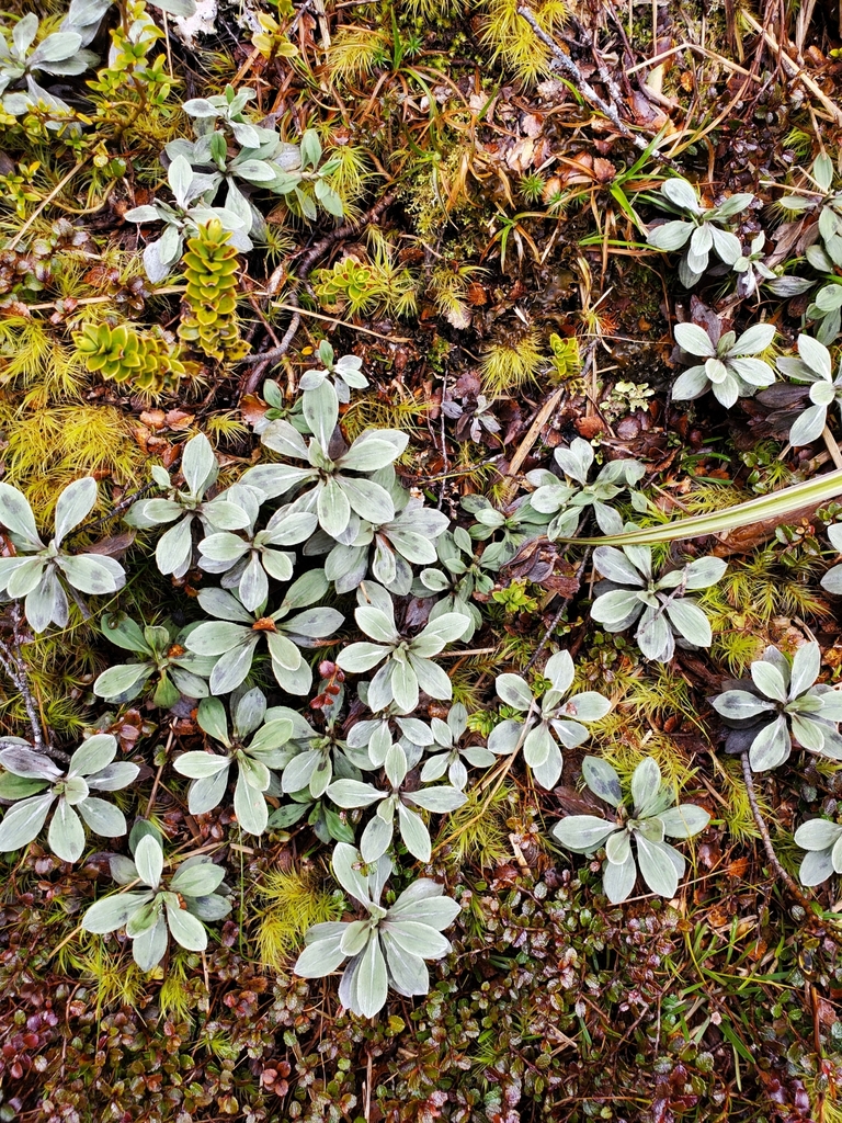 mountain daisies from 7196, New Zealand on October 19, 2021 at 01:28 PM ...