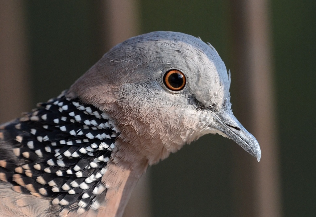Spotted Dove (Introduced birds of North America) · iNaturalist