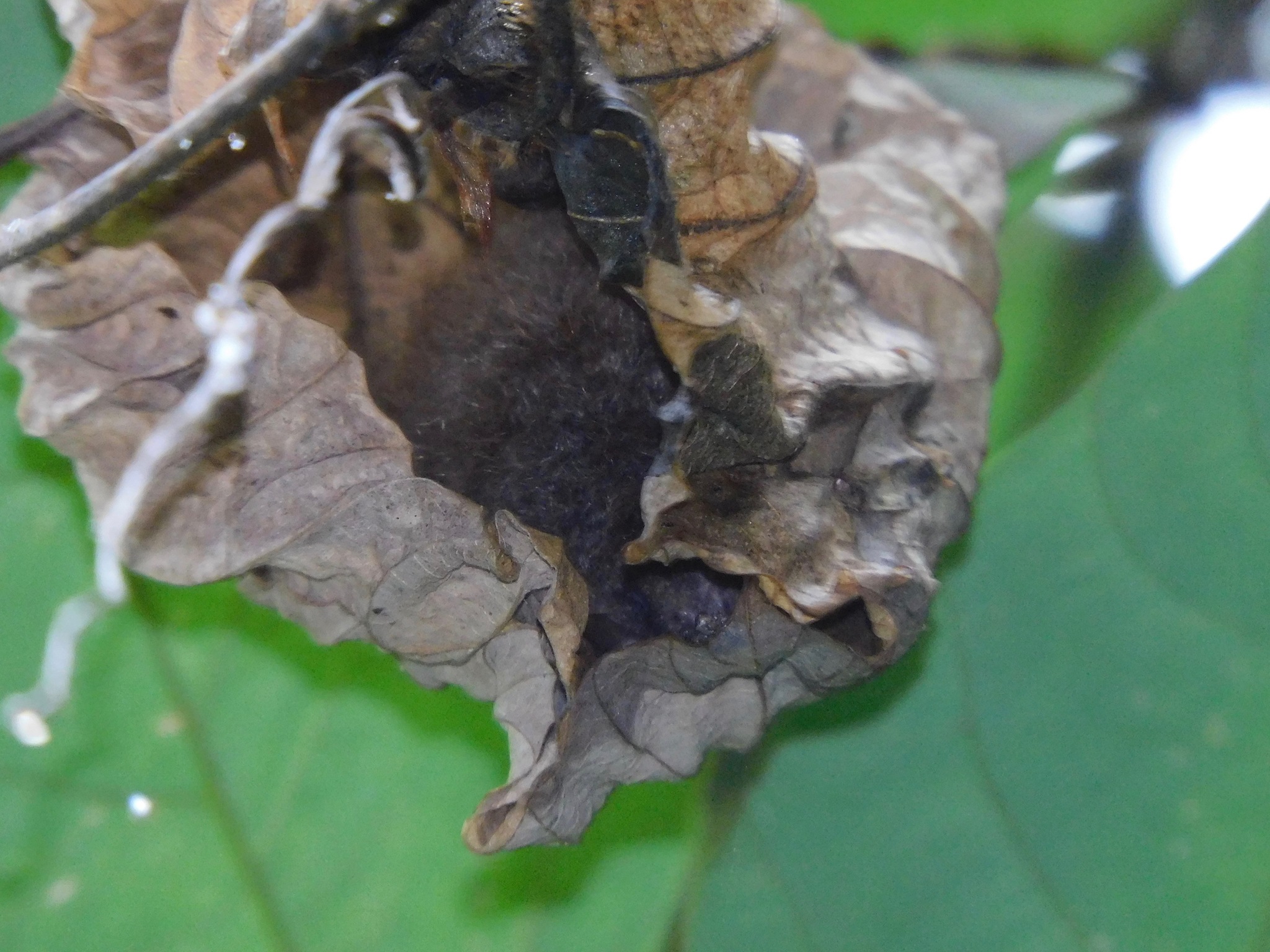 Murina ussuriensis Ognev, 1913