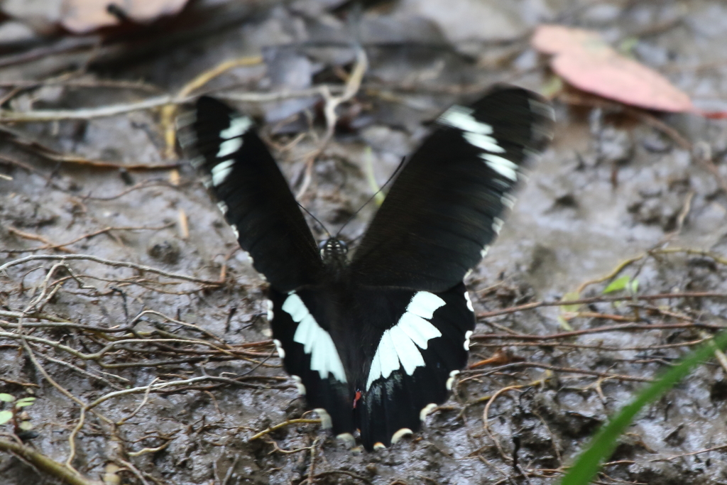 Orchard Swallowtail from Brisbane QLD, Australia on November 26, 2021 ...