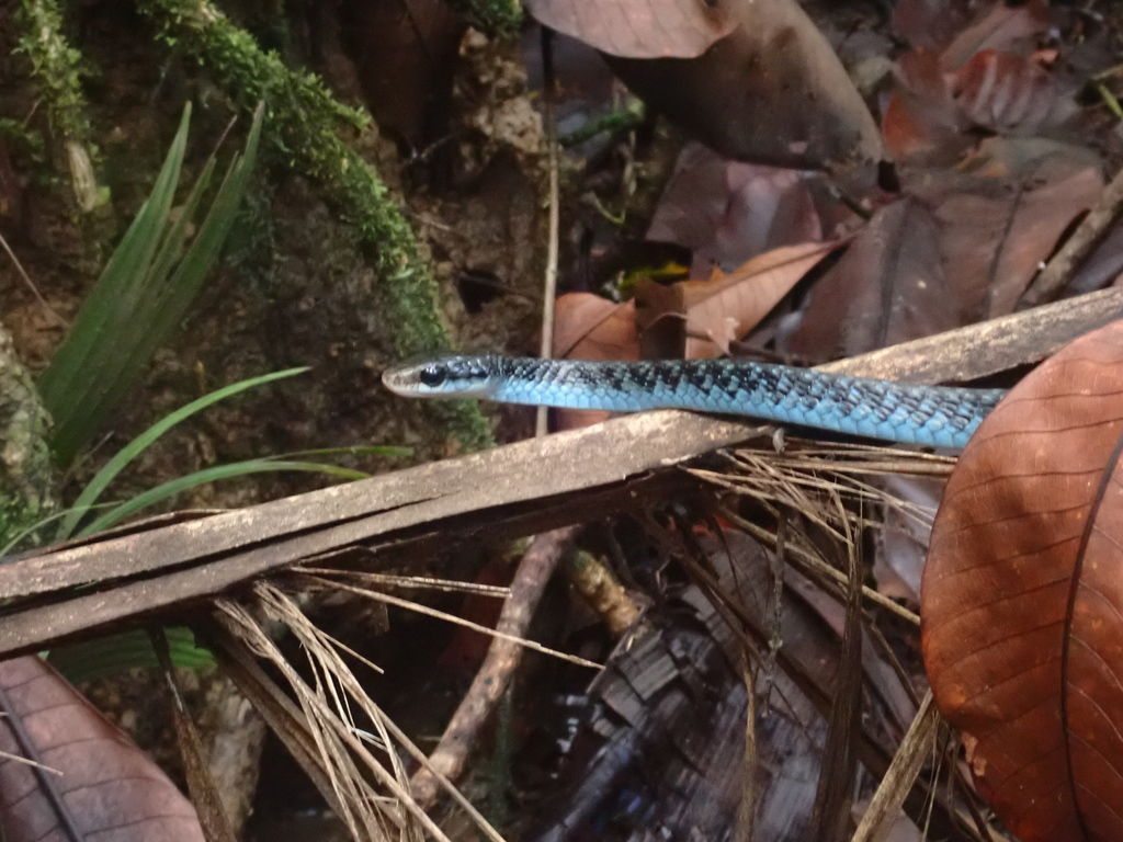 Palau Tree Snake from Ngchesar, Palau on November 26, 2021 at 11:35 AM ...