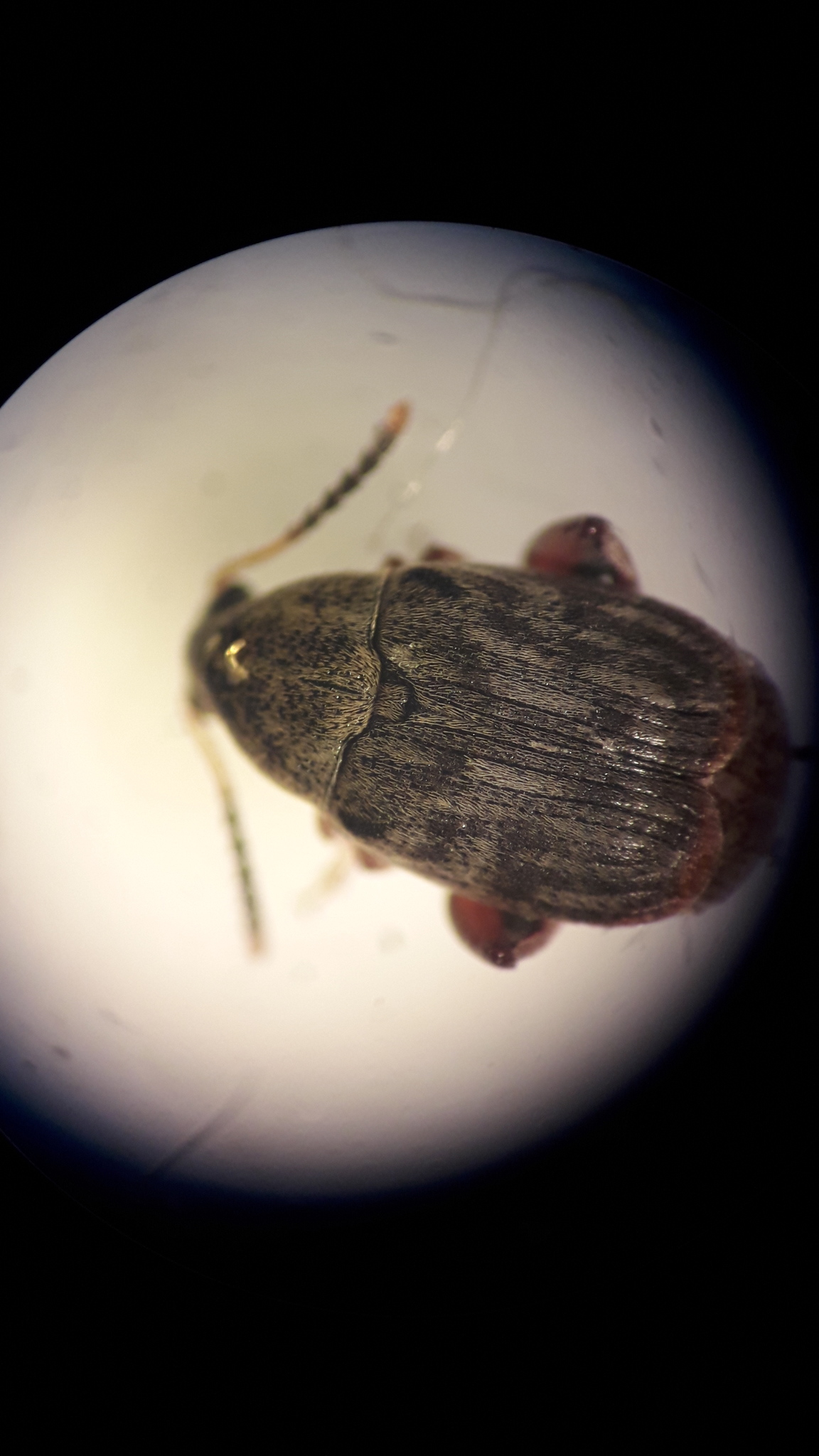 Acanthoscelides obtectus (Say, 1831)