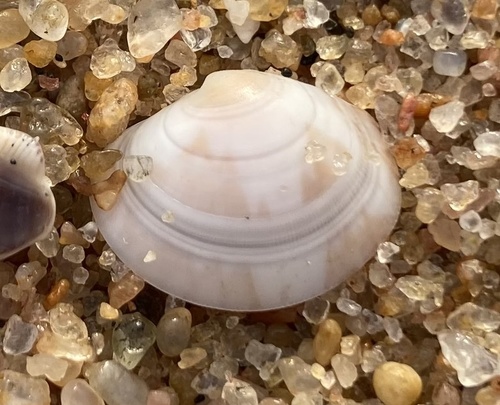 Sunetta bruggeni · iNaturalist