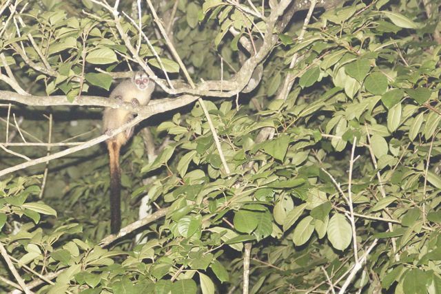 Panamanian Night Monkey (Aotus zonalis) - Know Your Mammals