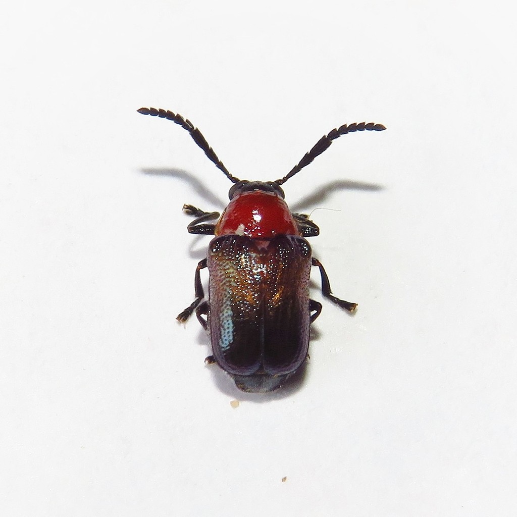 Case-bearing Leaf Beetles from Bermagui NSW 2546, Australia on November ...