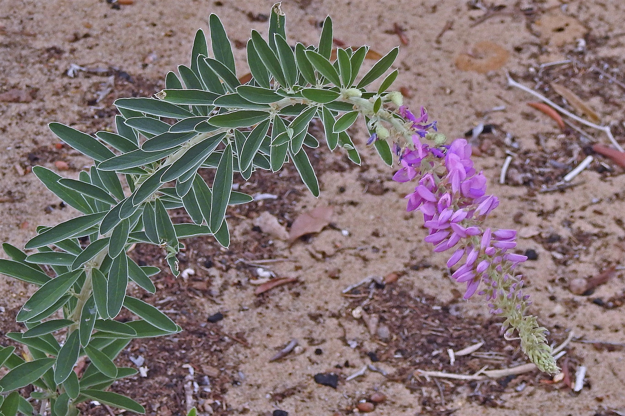 Desmodium cuneatum Hook. & Arn.