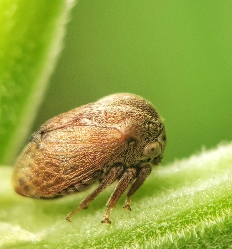 Gargara triangulata · iNaturalist