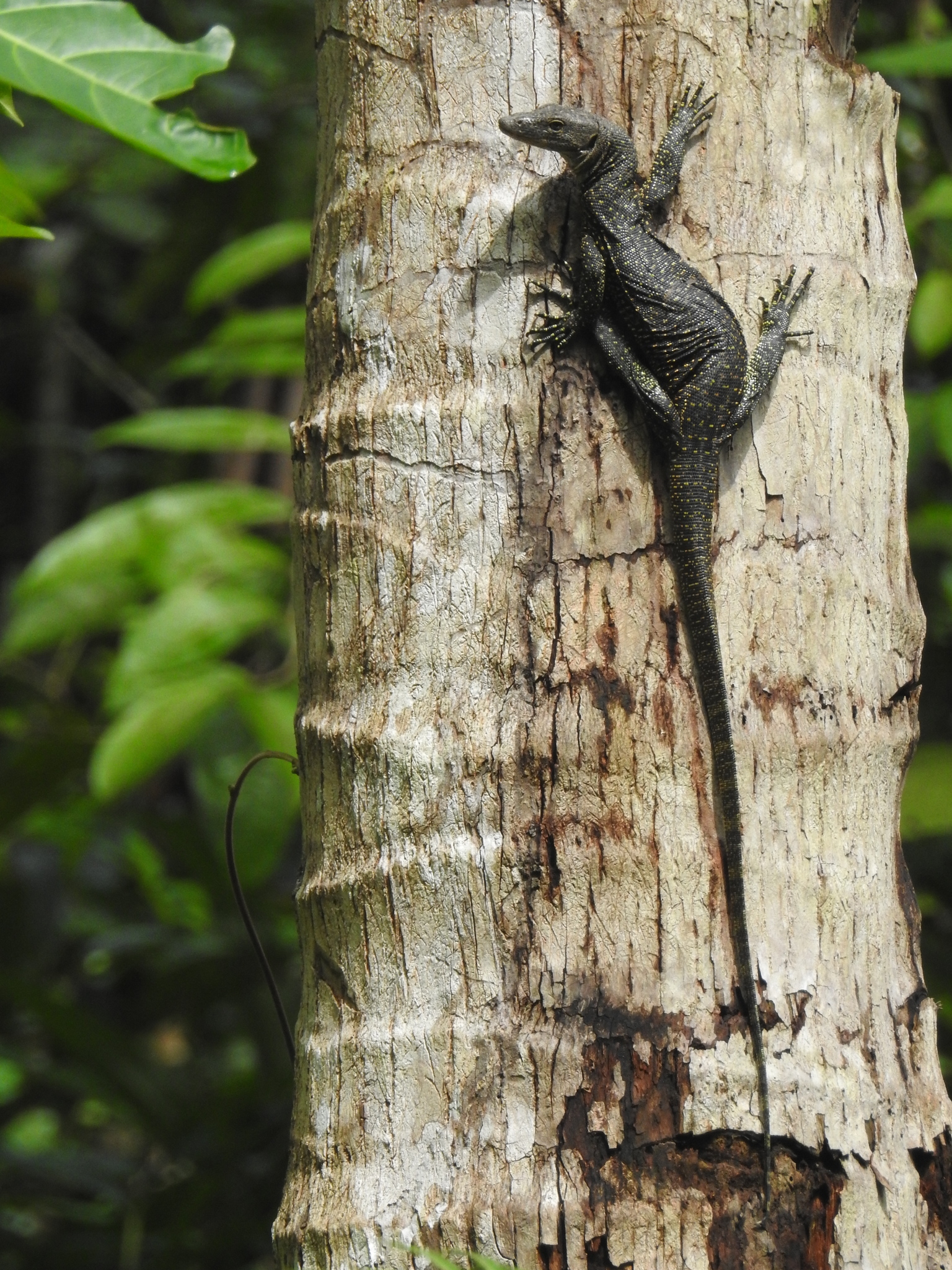 Varanus indicus (Daudin, 1802)