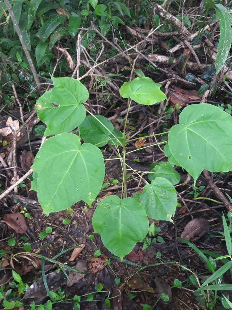 canoe tree in November 2021 by keesgroenendijk · iNaturalist