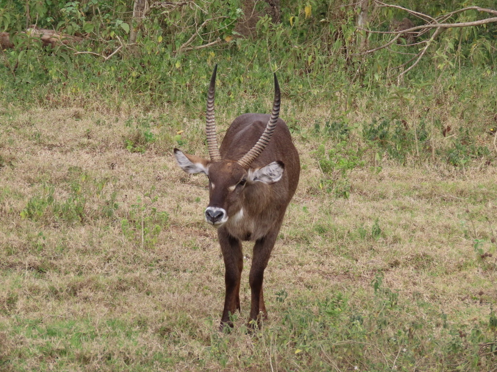 Common Waterbuck from Arusha, TZ on November 26, 2021 at 08:00 AM by ...