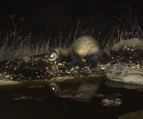 Mediterranean Polecat (Subspecies Mustela putorius aureola) · iNaturalist