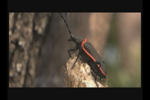 Valley elderberry longhorn beetle (JMMS BioBlitz 2014 - Insects ...
