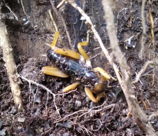 Central and South American Jerusalem Crickets in November 2021 by ...