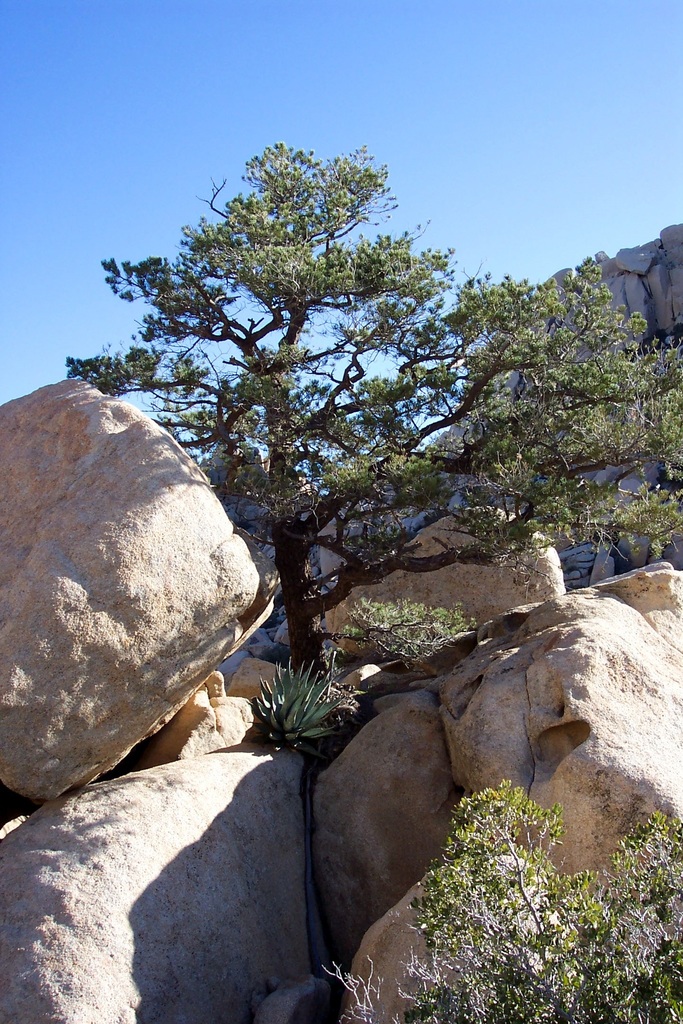 singleleaf pinyon from , California, United States on March 6, 2005 at ...