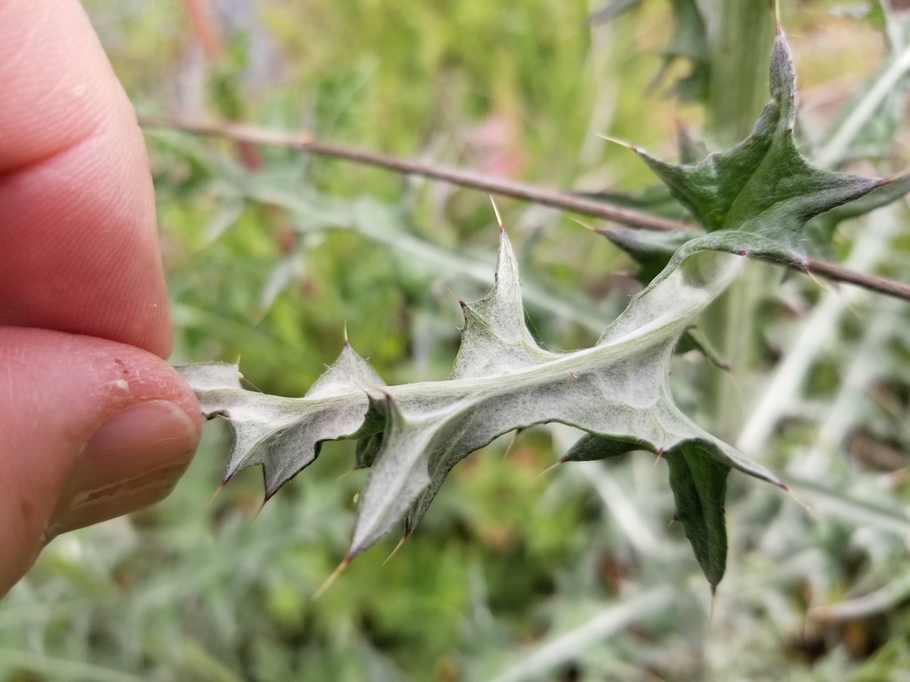 Texas Thistle (Cirsium texanum) - Botanical Realm