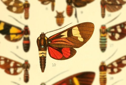 Histioea boliviana · iNaturalist