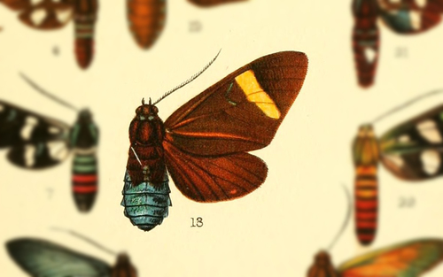 Histioea imaon · iNaturalist