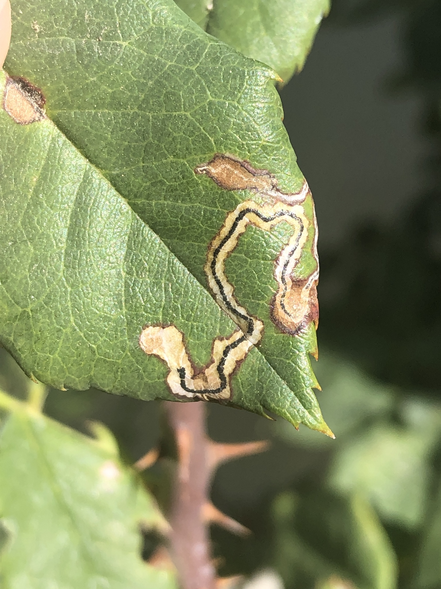 Stigmella centifoliella (Zeller, 1848) Beirne, 1945