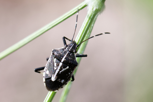 Oncocoris coelebs · iNaturalist