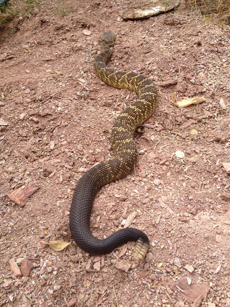 Mexican Black-tailed Rattlesnake from Jesús María, Ags., México on ...
