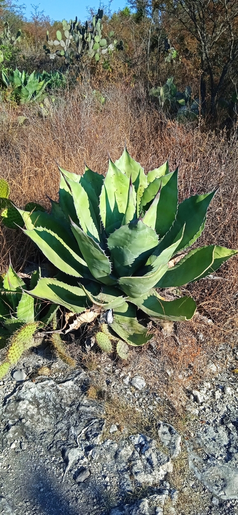 Pulque agave from 75823 Puebla, Mexico on November 26, 2021 at 08:27 AM ...